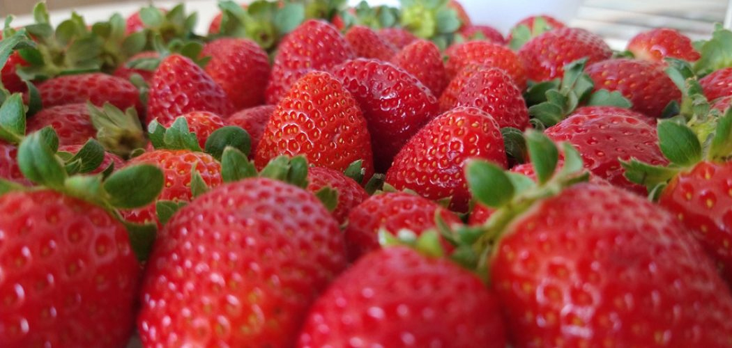 Epagri participa da rede Morangos do Brasil - Bom dia SC