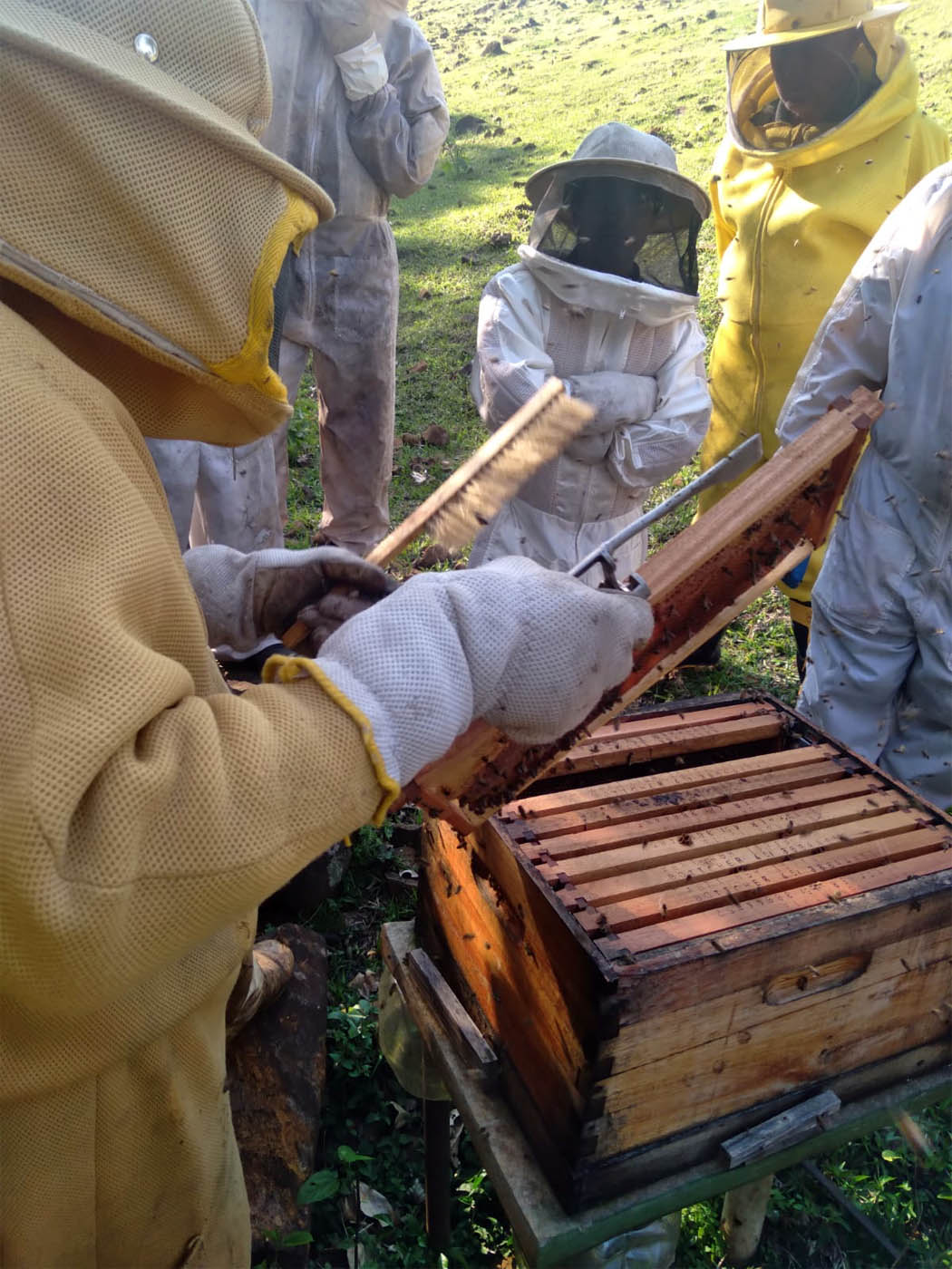 Apicultores do oeste aperfeiçoam e ampliam a produção de mel - Bom dia SC