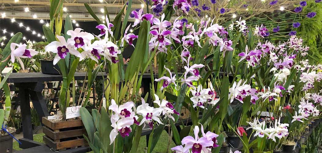 85ª Festa das Flores de Joinville celebra tradição com edição mais ...